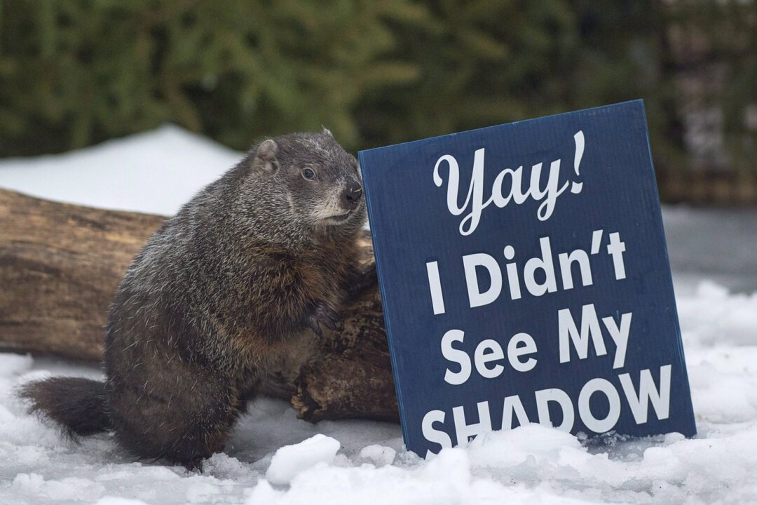 Groundhog Day: Canada’s Famous Furry Forecasters Predict Early Spring ...