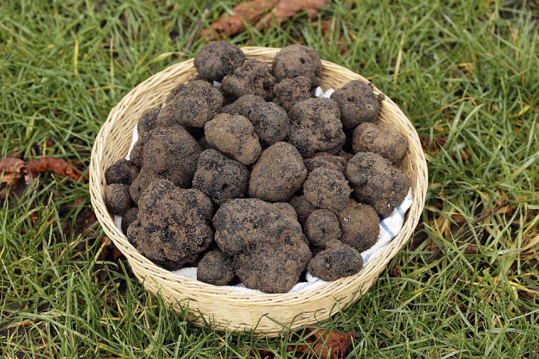 Truffle Hunt Yields Flavors and Fun | The Epoch Times