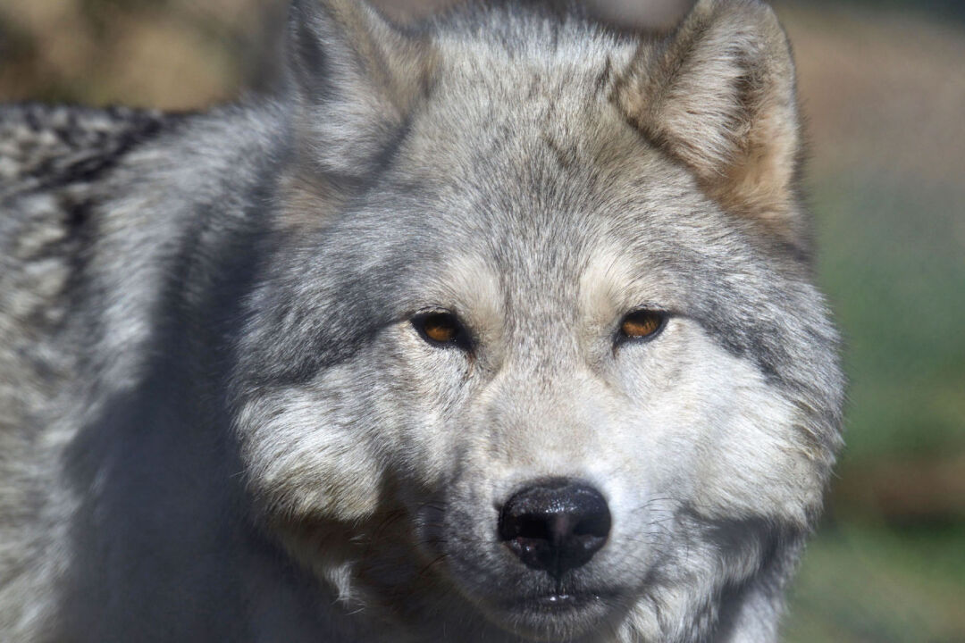 Pay a Visit to Majestic Endangered Wolves | The Epoch Times
