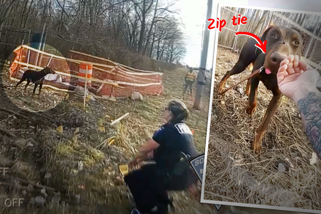 VIDEO: Stray Doberman Seen Muzzled With Zip Tie, Loose in Neighborhood ...