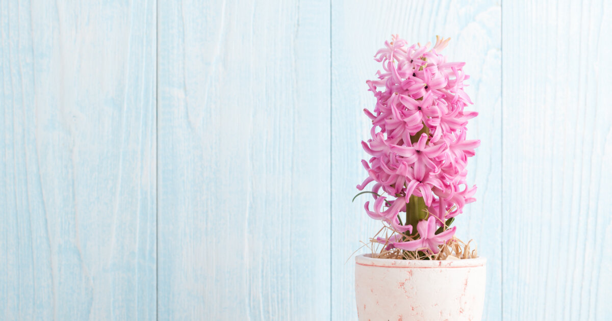 Florel the Little Chemical that Could