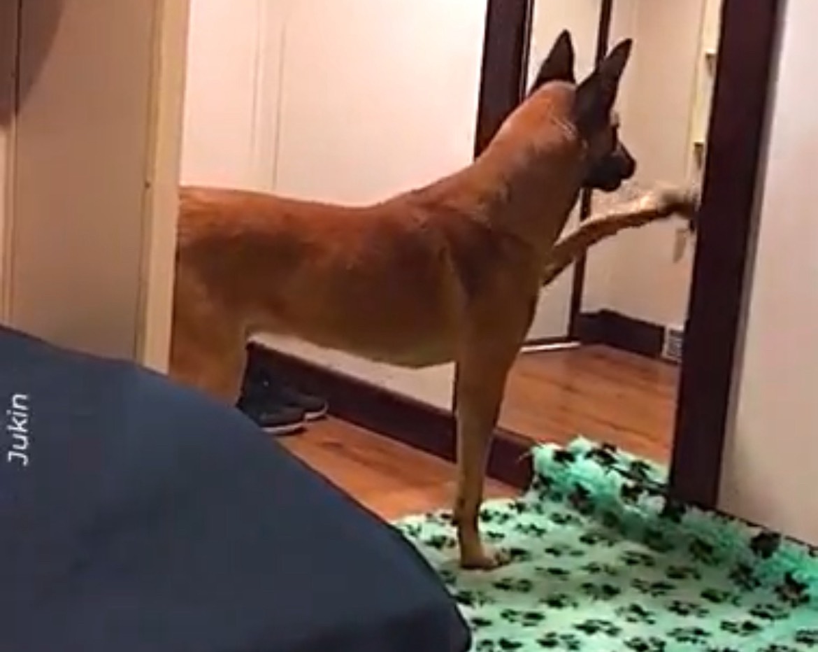 Dog Wants to Play With His Image in Mirror | EpochTV