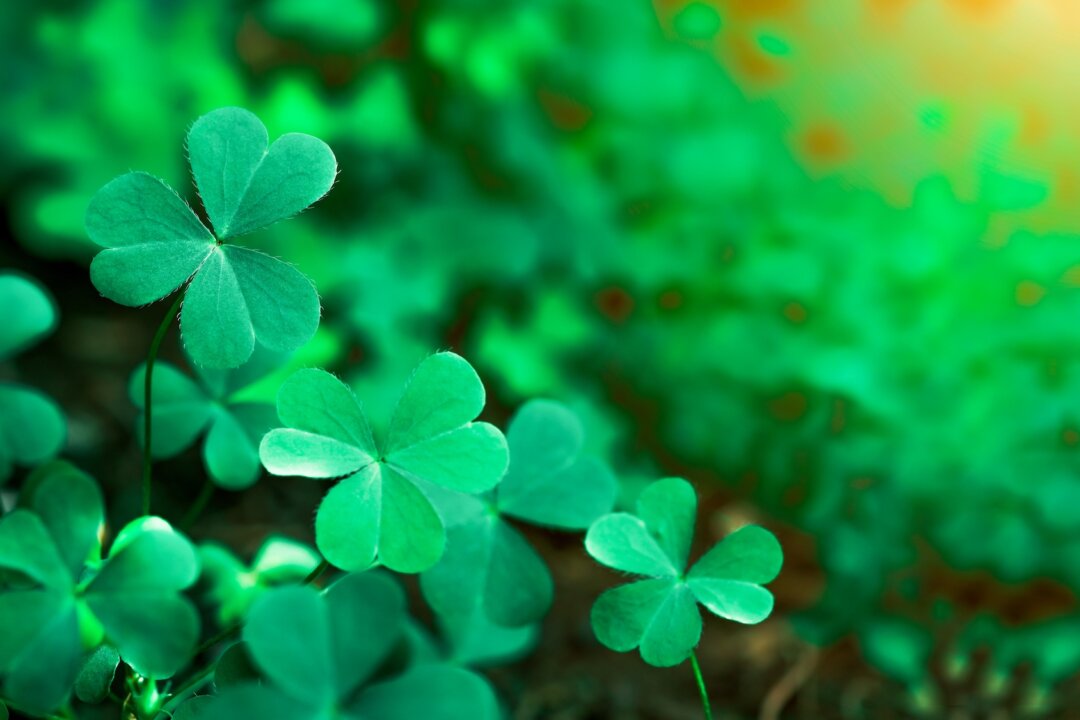 Why Shamrocks Are the Symbol of St. Patrick’s Day | The Epoch Times
