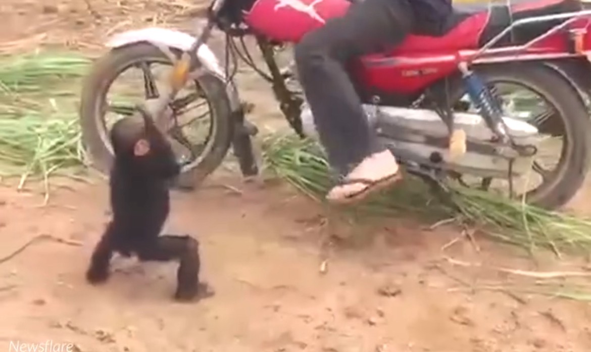 Baby Chimpanzee Wants a Ride Home | EpochTV