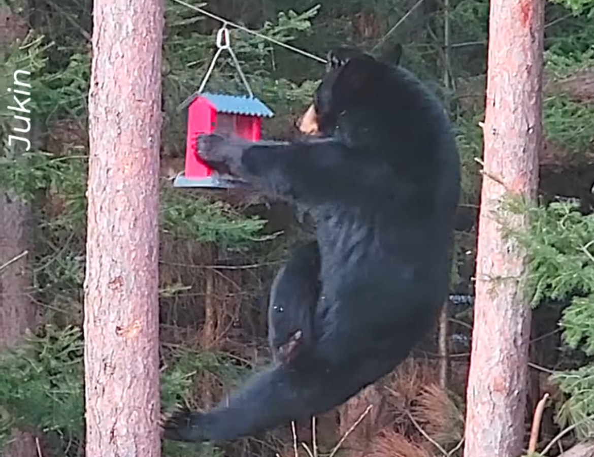 Acrobatic Bear Looks for Birdseed Treat | EpochTV