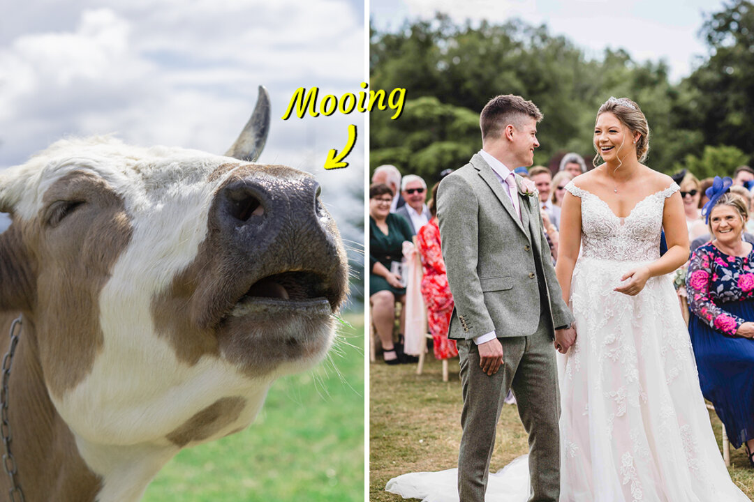 Cheeky Cow Objects Loudly to a Couple Getting Married in Hilarious ...