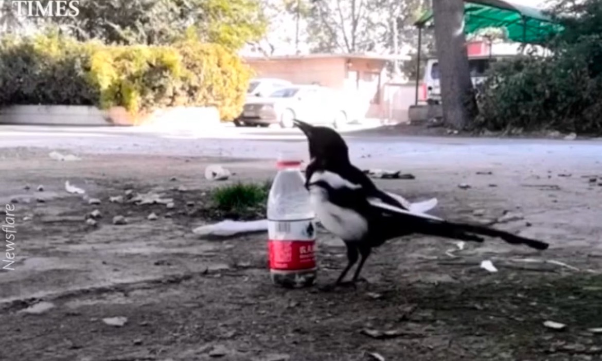 Smart Magpie Drops Stones Into Bottle to Make Water Level Rise ...