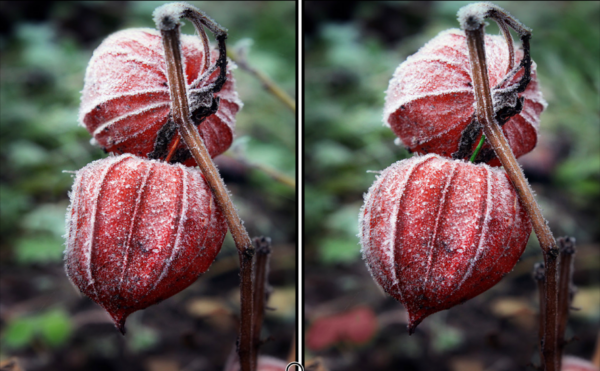 Spot the Difference Daily- Play Now online & 100% Free | The Epoch Times