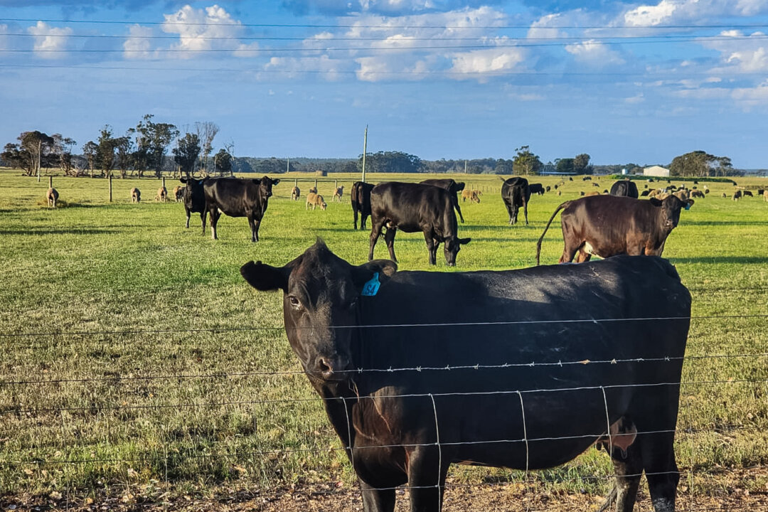 Cattle Tracking Provision That May Limit Beef Supply Passed in Omnibus ...