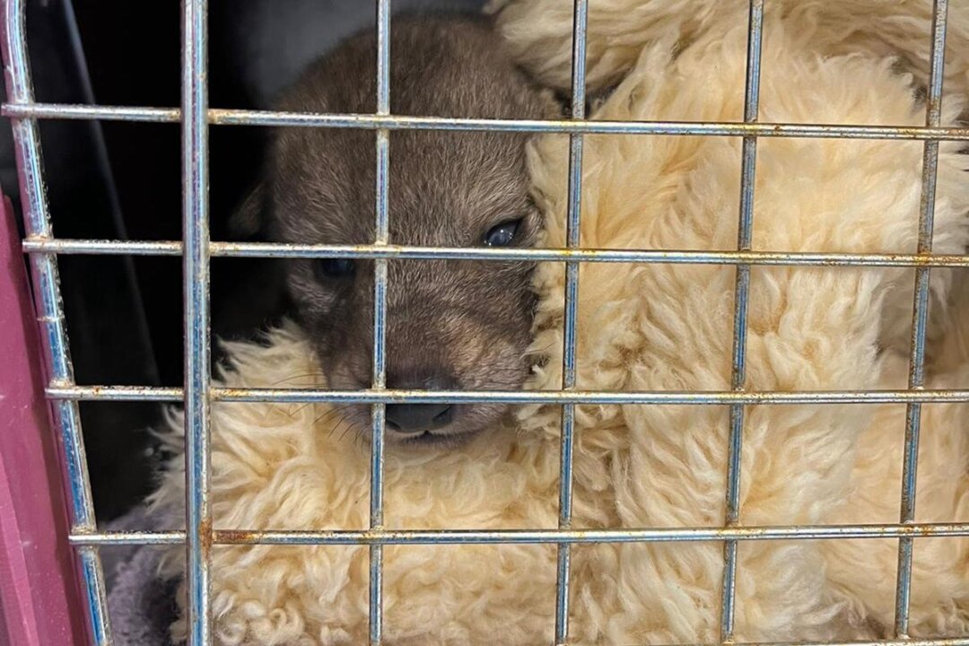 4 Coyote Pups Found in San Diego Brought to Humane Society | The Epoch ...