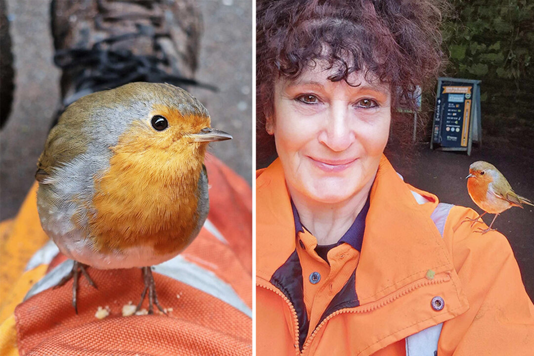 Woman Befriends a Family of Robins During Her Break, Now They Land on ...