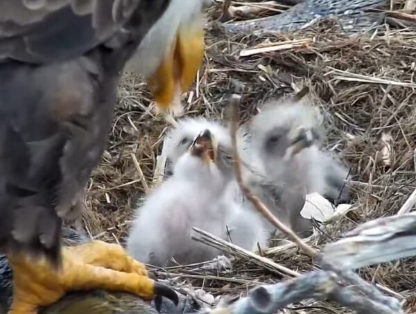 2 Eaglets Hatch in Redding Nest | California Insider