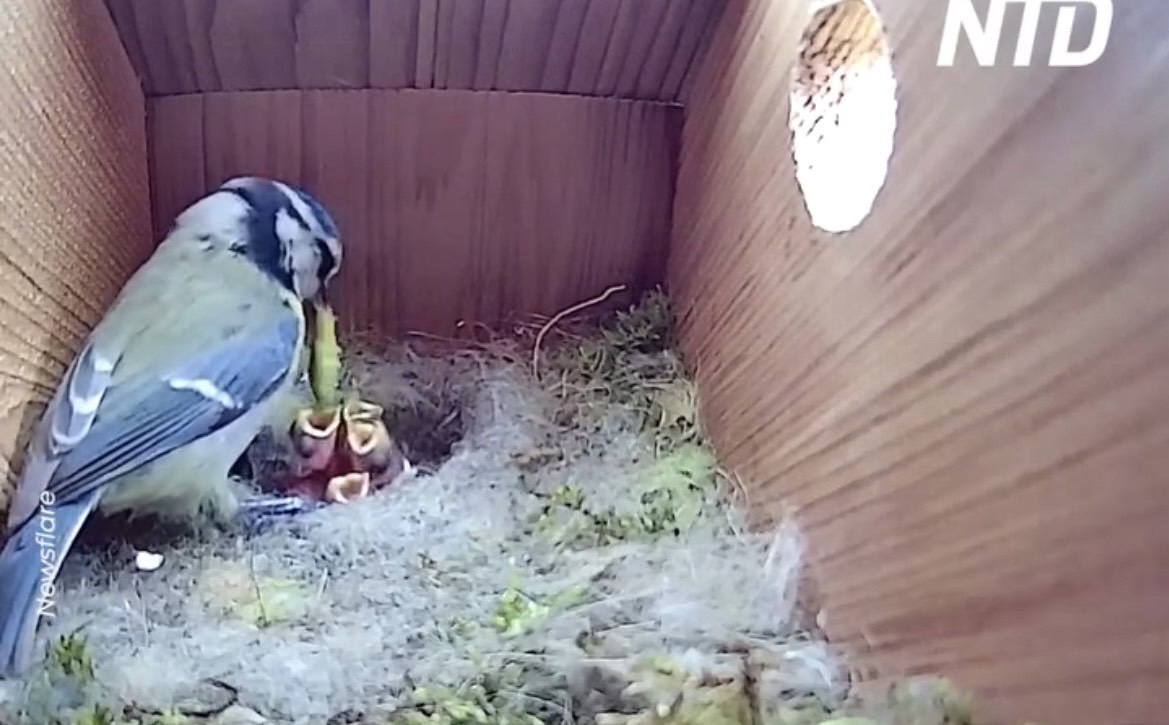 Wildlife Fan Stunned After He Sets Up Camera Inside Bird Box and ...