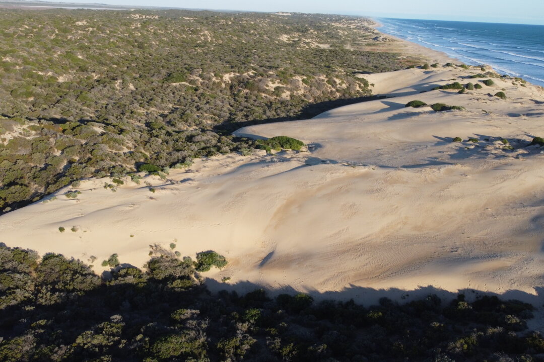 Australian Dunes Retreating From Ocean at Alarming Rate | The Epoch Times