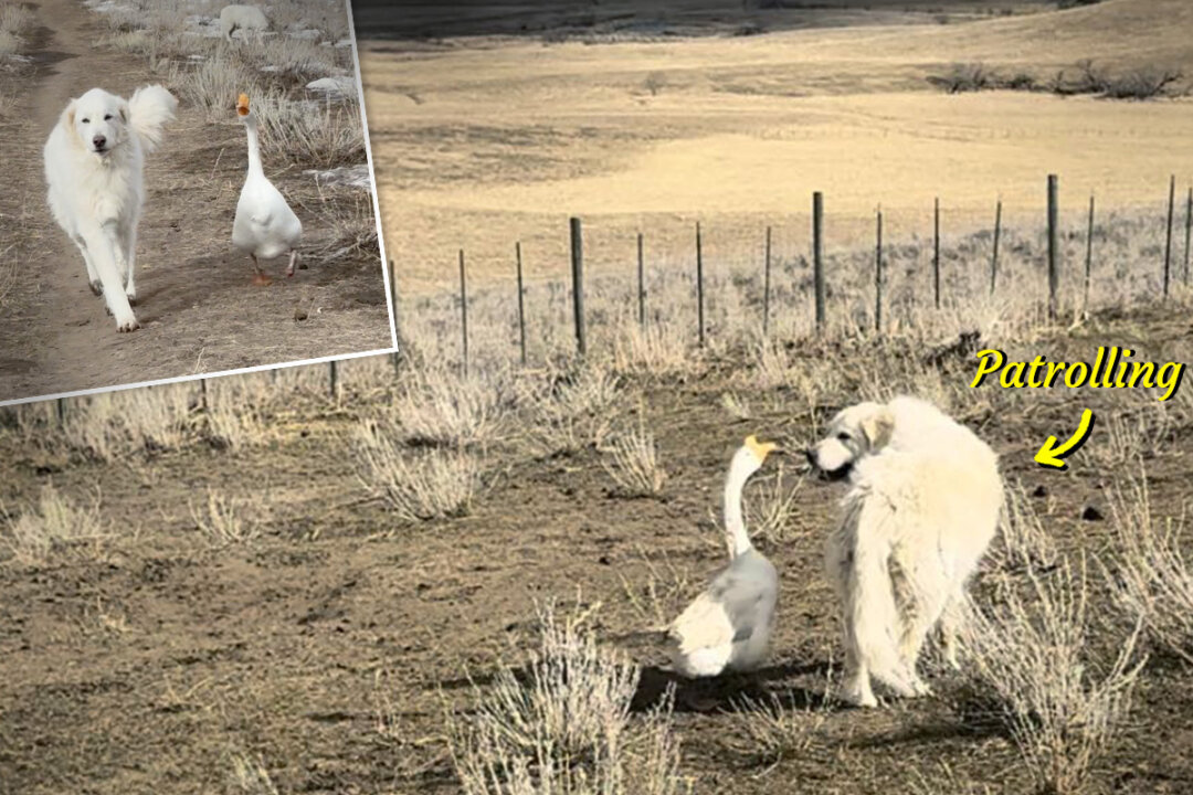 VIDEO: Adorable Goose and Dog Patrol Around a Farm Everyday as They ...