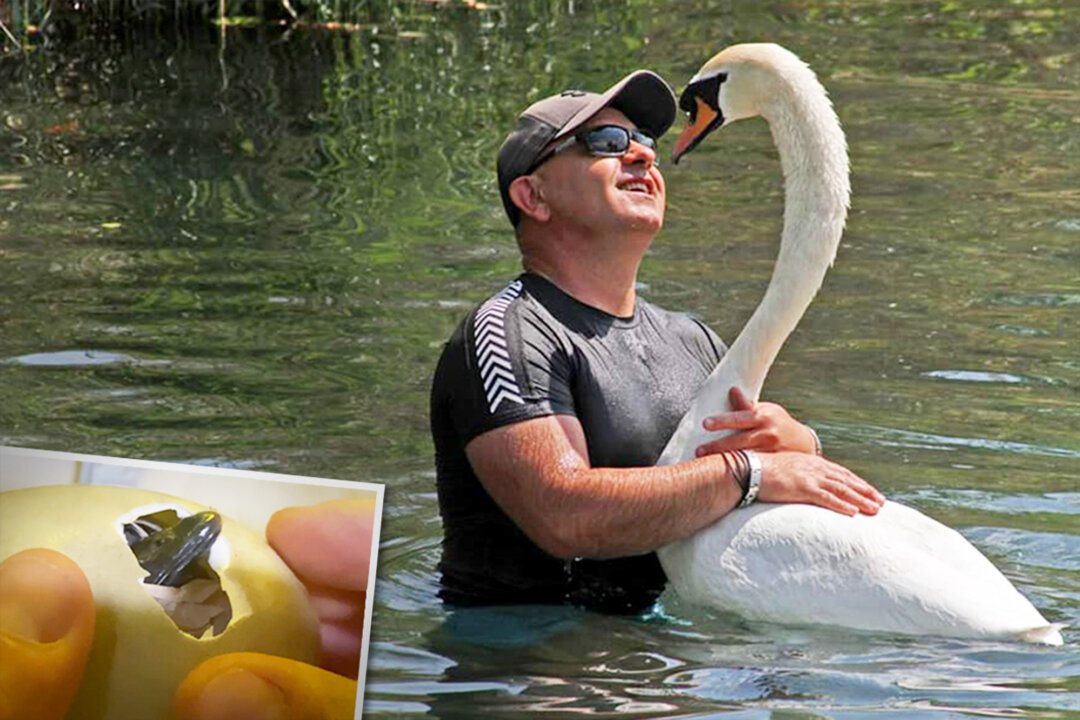 Man Cares For Swan Since He Was 2 Days Old—They’ve Been Inseparable for ...