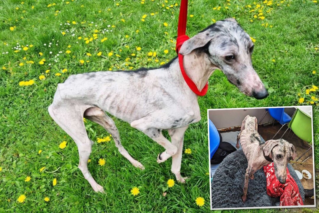 Abandoned Dog Who Was a ‘Walking Skeleton’ Is Rescued From the Brink of ...