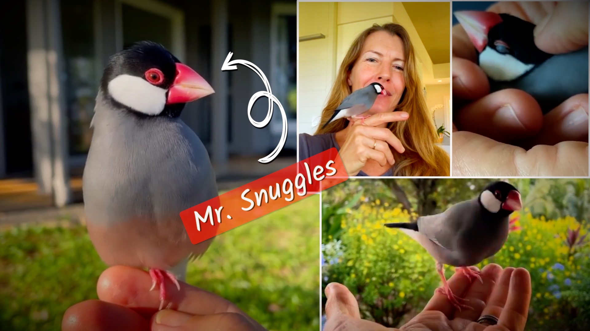 Mr. Snuggles, the Java Sparrow: From Injured Chick to Serenading ...
