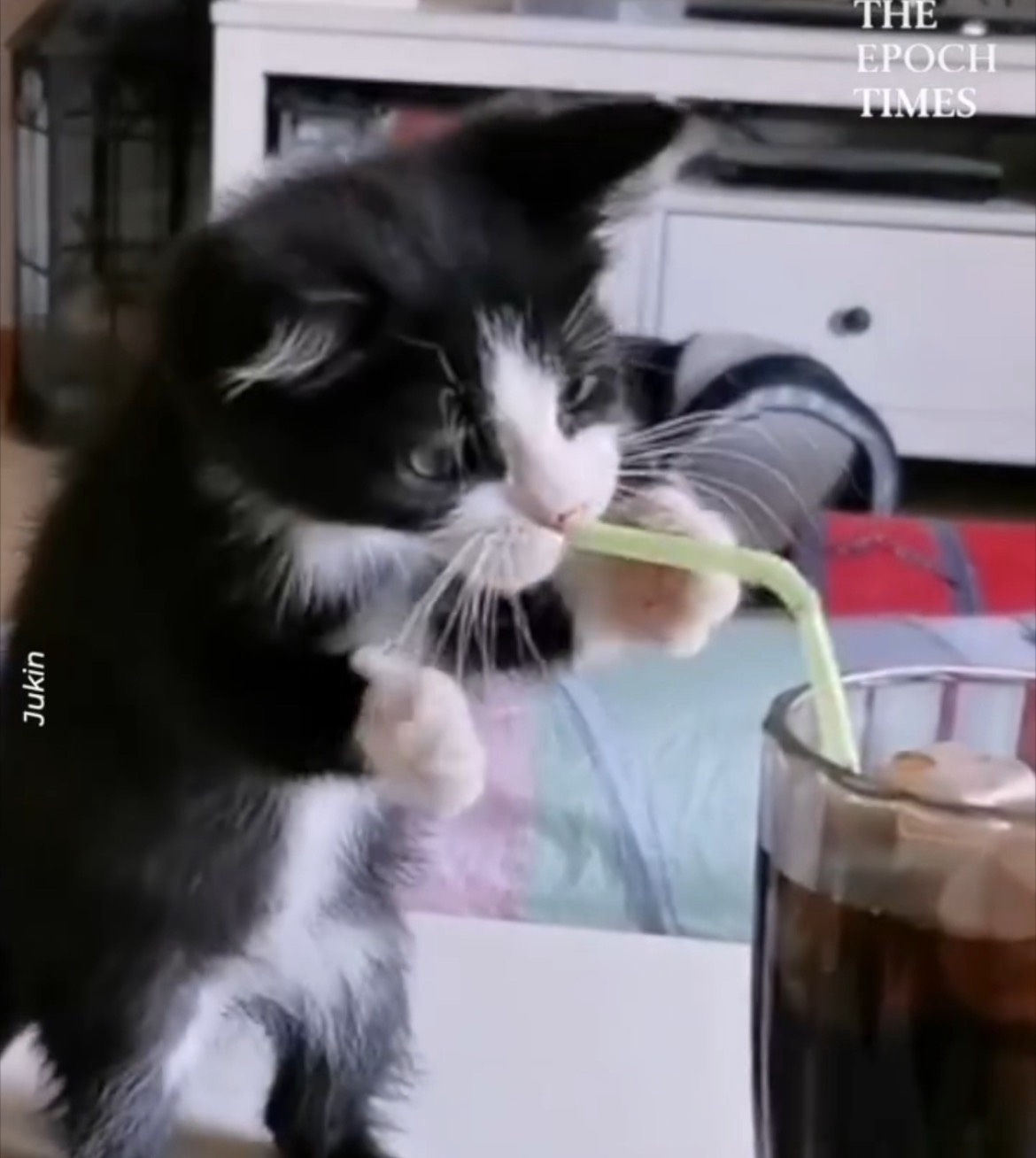 Kitten Tries to Drink Soda Through a Straw | EpochTV