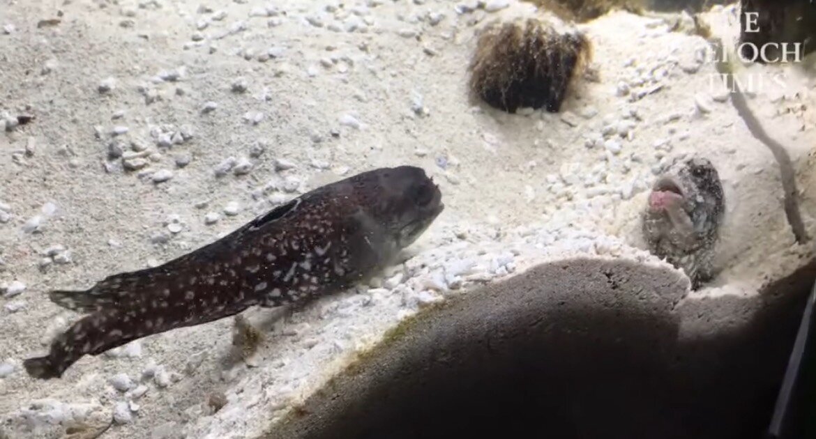 Two Fish Fight by Spitting Sand on Each Other