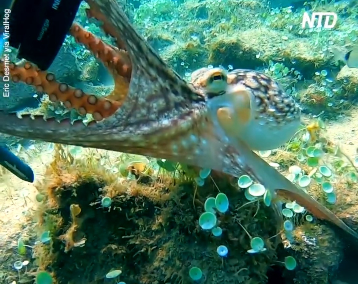 Octopus Tries to Take Camera | EpochTV