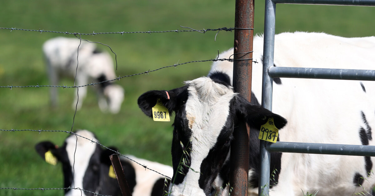 Ranchers Speak Out About New Vaccine to Reduce Cow Flatulence