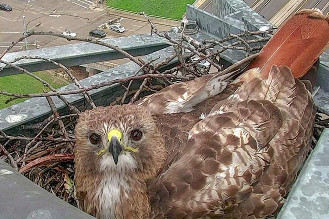 Red-Tailed Hawk Has Made a Texas Highway Camera Her Home for a Decade ...