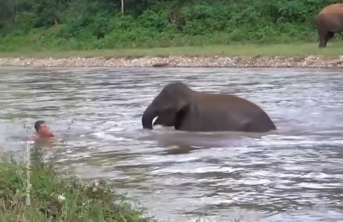 Elephant Rushes to Rescue Man | EpochTV