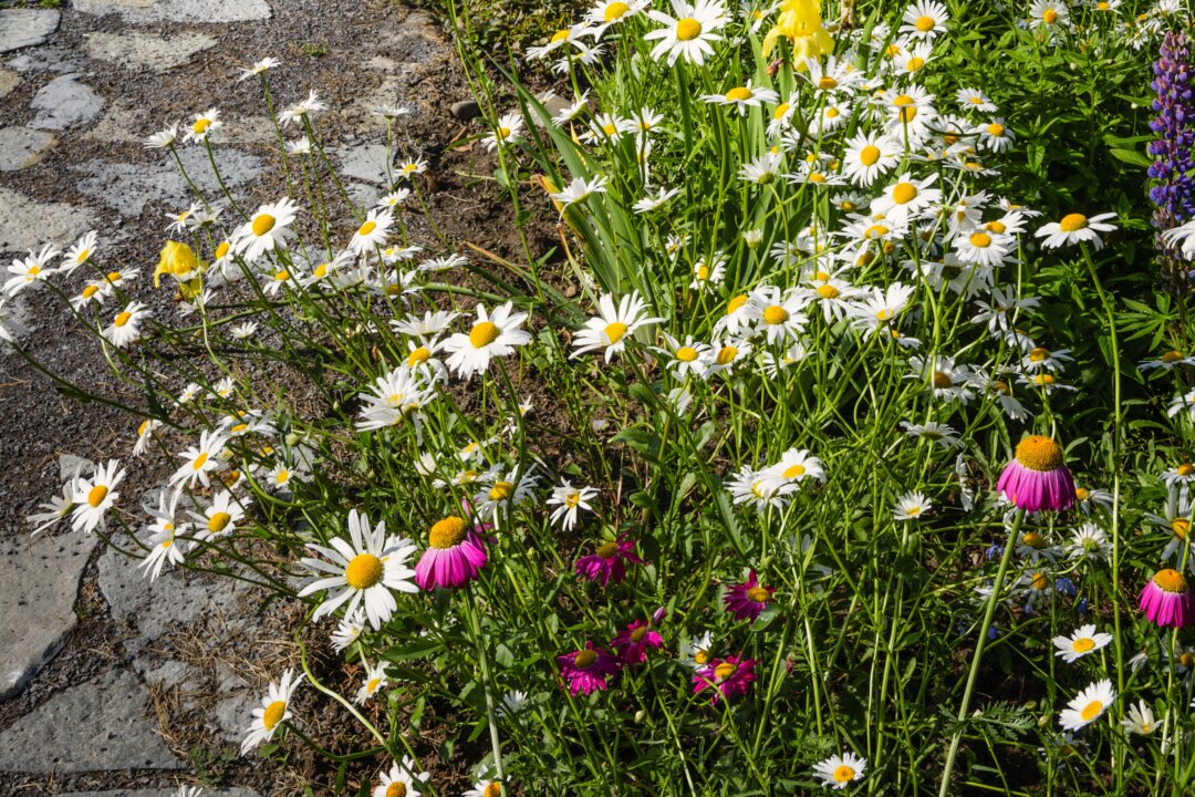 Natural Splendor: Creating a Breathtaking Wildflower Garden | The Epoch ...