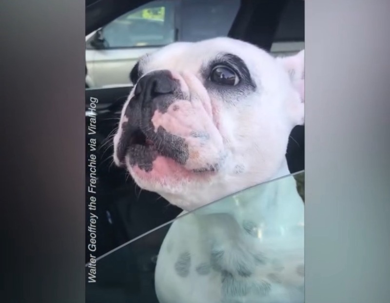 Opera Singing Dog | EpochTV