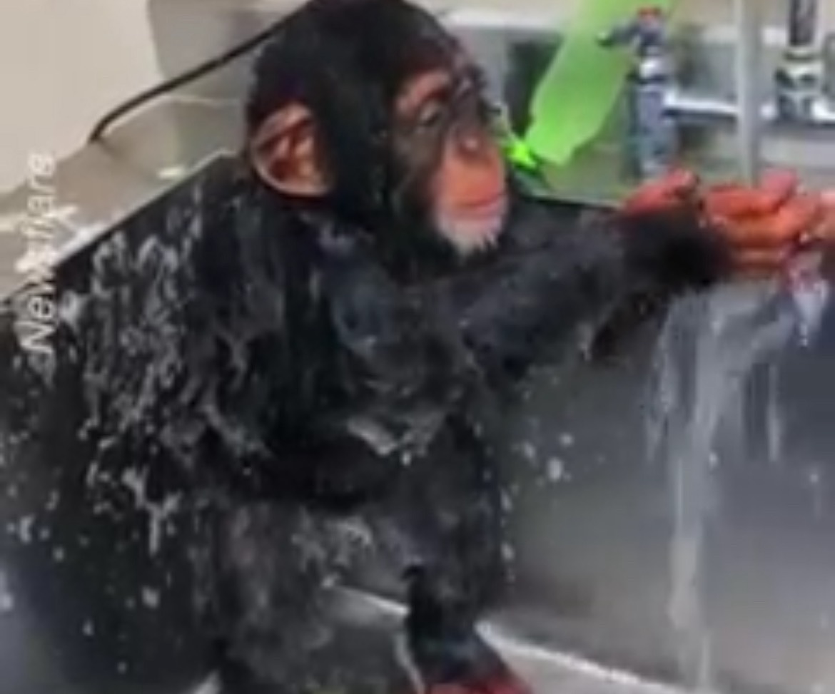 Baby Chimpanzee Takes a Shower Using a Sink Faucet | EpochTV