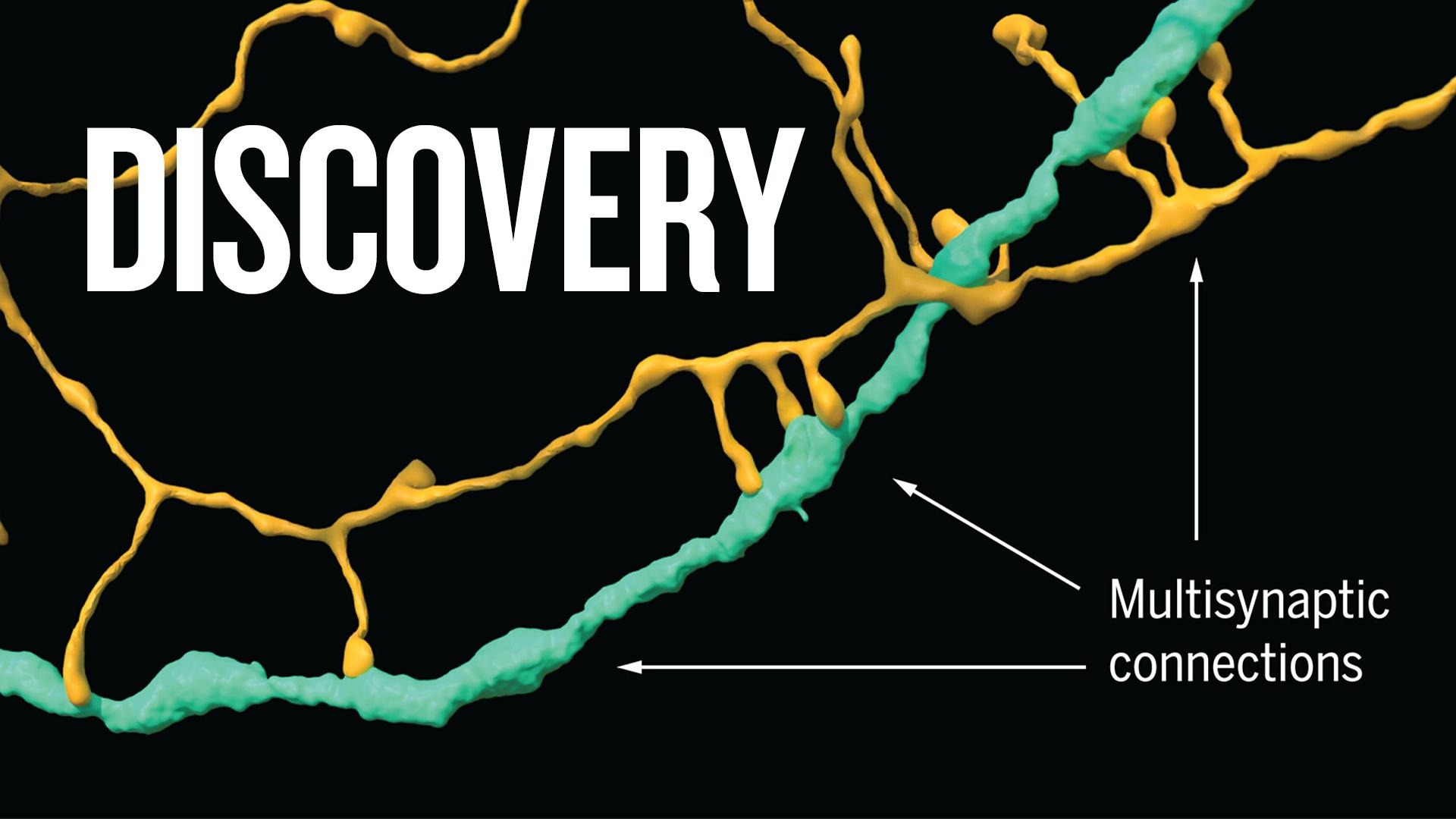 Scientists Make The Most Detailed Map Of The Human Brain Epochtv