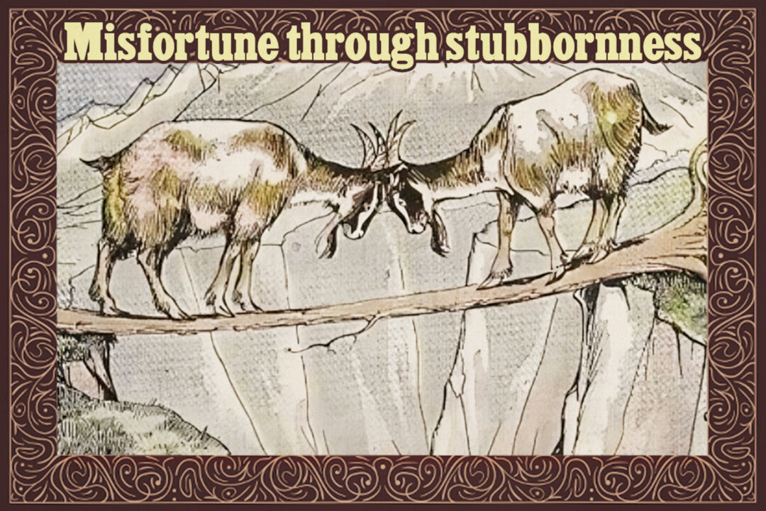 2 Stubborn Goats Crossing a Narrow Path Refuse to Give Way—Their ...