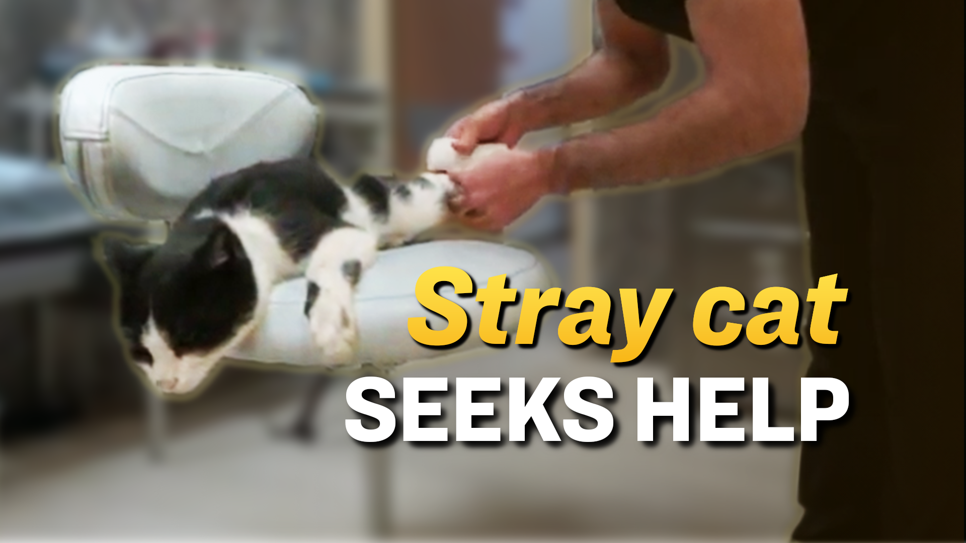 Injured Cat Makes Solo Visit to Hospital | EpochTV