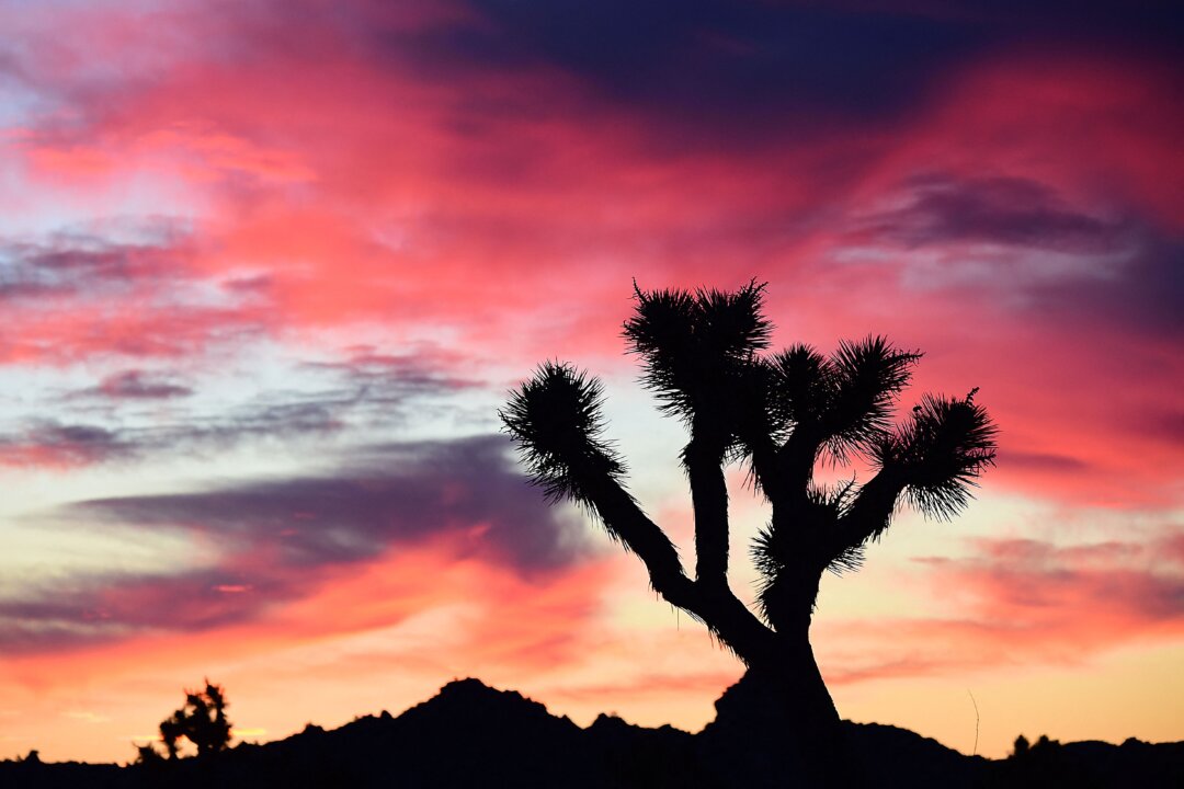 Mojave Desert Solar Farm Will Wipe Out Thousands of Joshua Trees | The ...