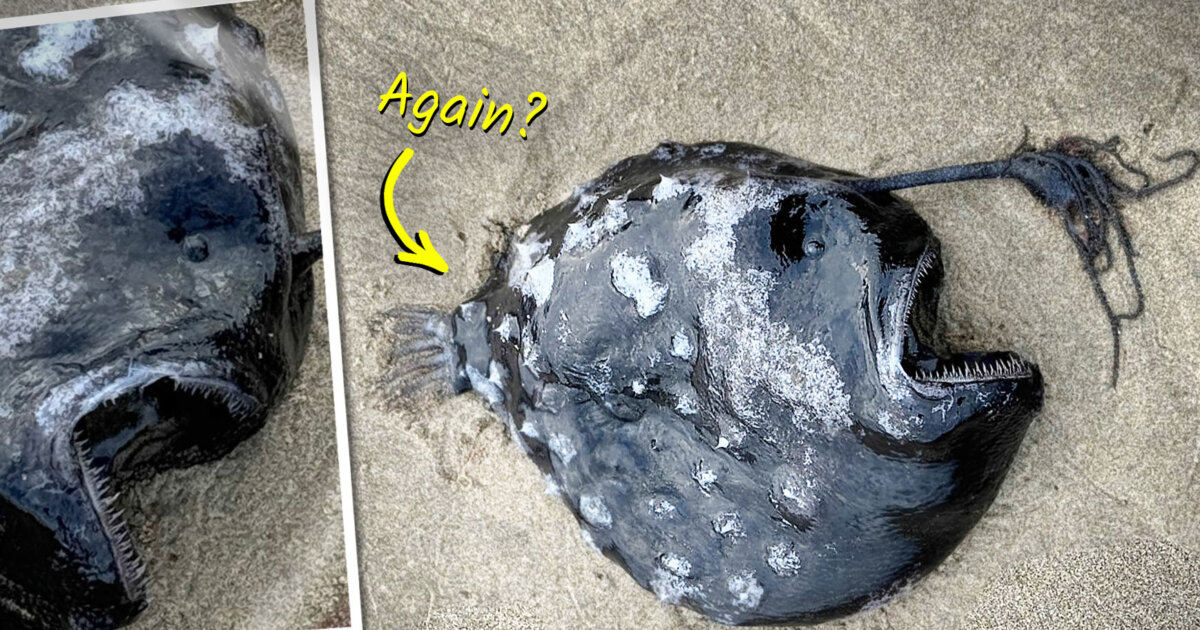 ‘Living in Darkness’: This Deep Sea Creature Washed up in Oregon—But ...