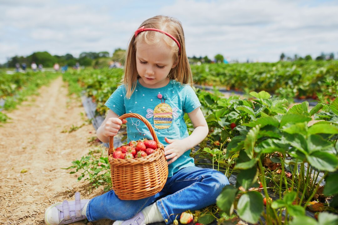 6 of the Best Places in Ontario for Strawberry Picking | The Epoch Times