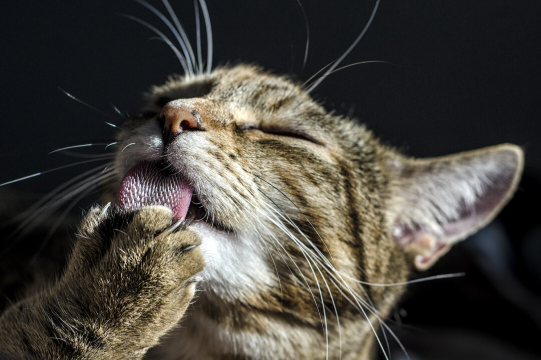 Declawed Cats Suffer Chronic Pain | The Epoch Times