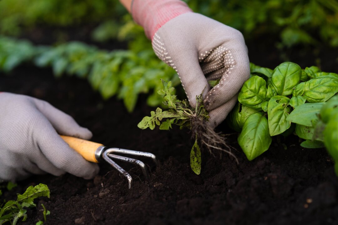 The Organic Gardener’s Guide to Weeding | The Epoch Times
