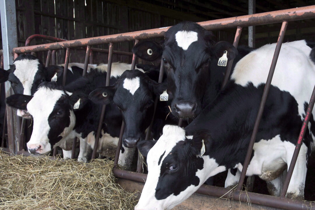 As Avian Flu Detected in US Dairy Farms, Canadian Agency Releases ...