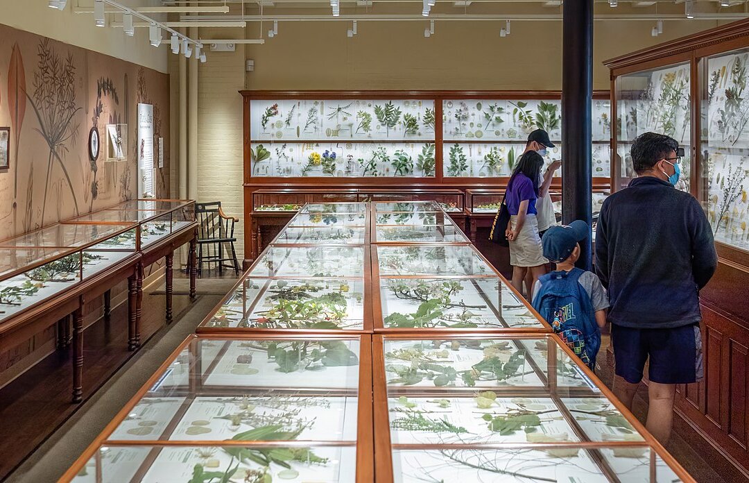 Blooming Marvelous! Harvard’s Blaschka Glass Flowers | The Epoch Times