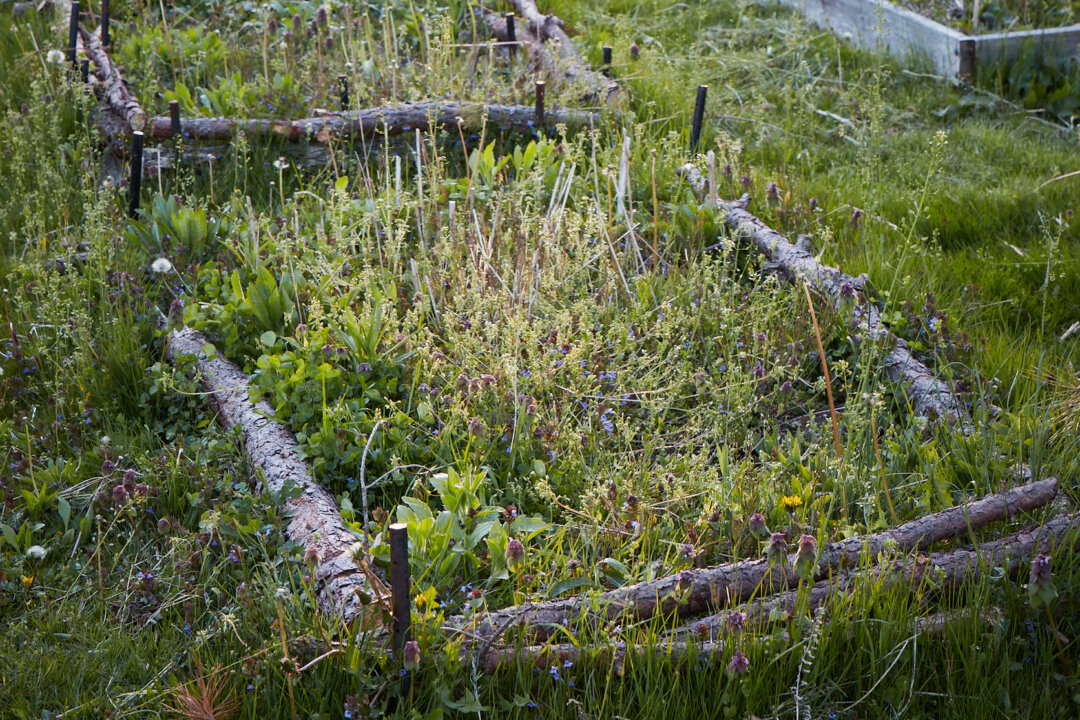 DIY Garden Tutorial: Build an Easy Enclosure for a Wild Patch in Your ...