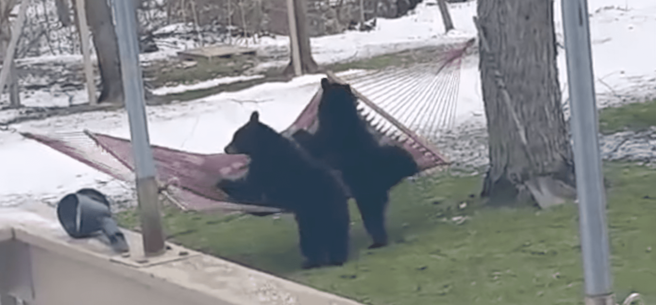 Bears Versus Hammock | EpochTV
