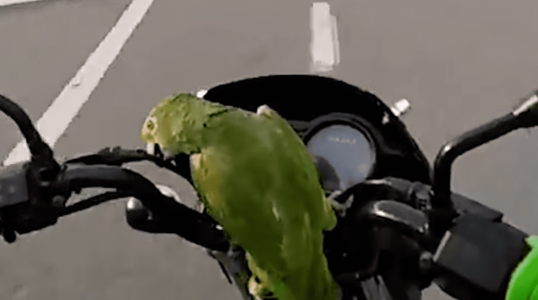 Cheeky Parrot Loves Motorcycle Rides | EpochTV
