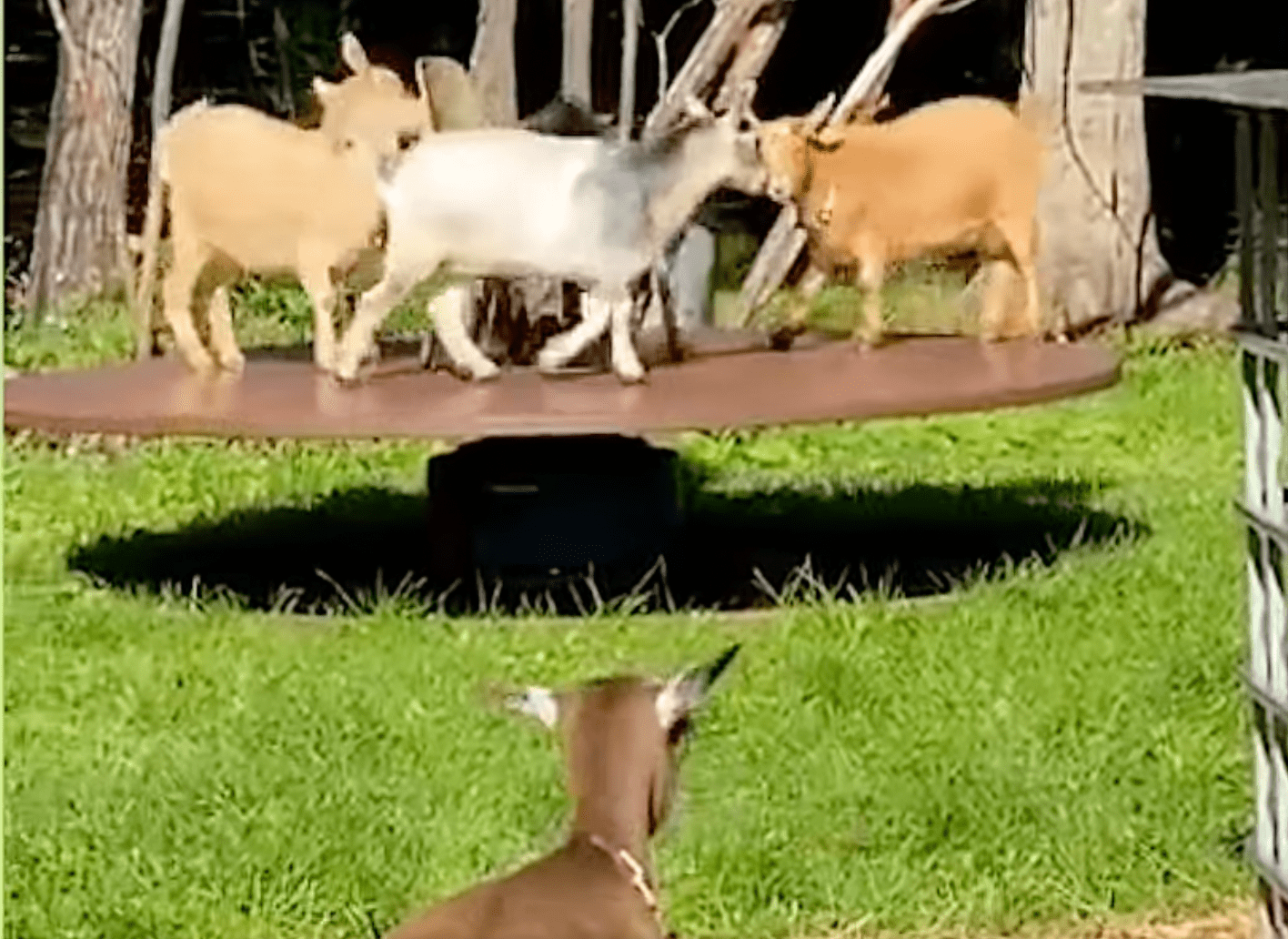 Dwarf Goats Happily Play on Merry-Go-Round | EpochTV