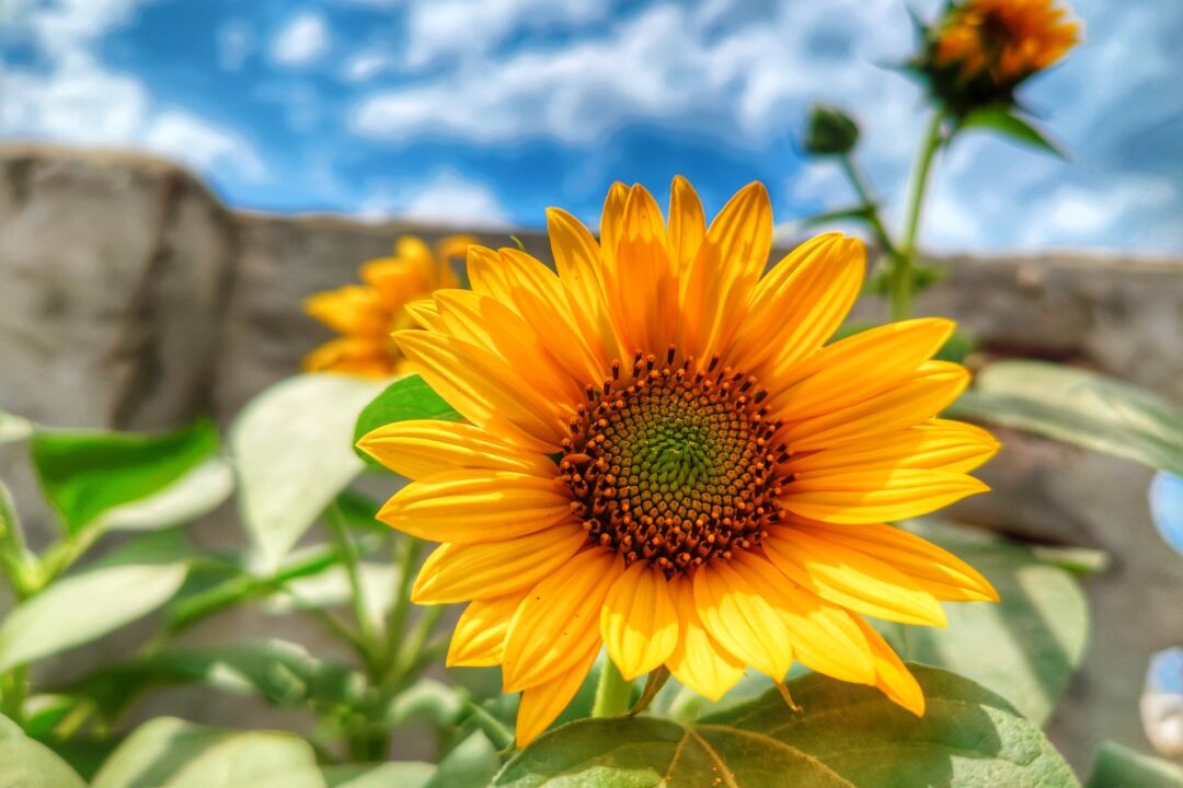 These Are the Best Edible Cover Crops to Plant This Summer | The Epoch ...