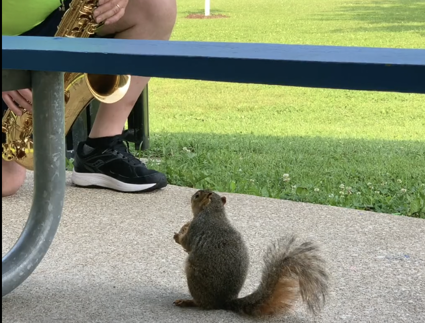 Squirrel Enjoys Listening to the Saxophone at the Park | EpochTV