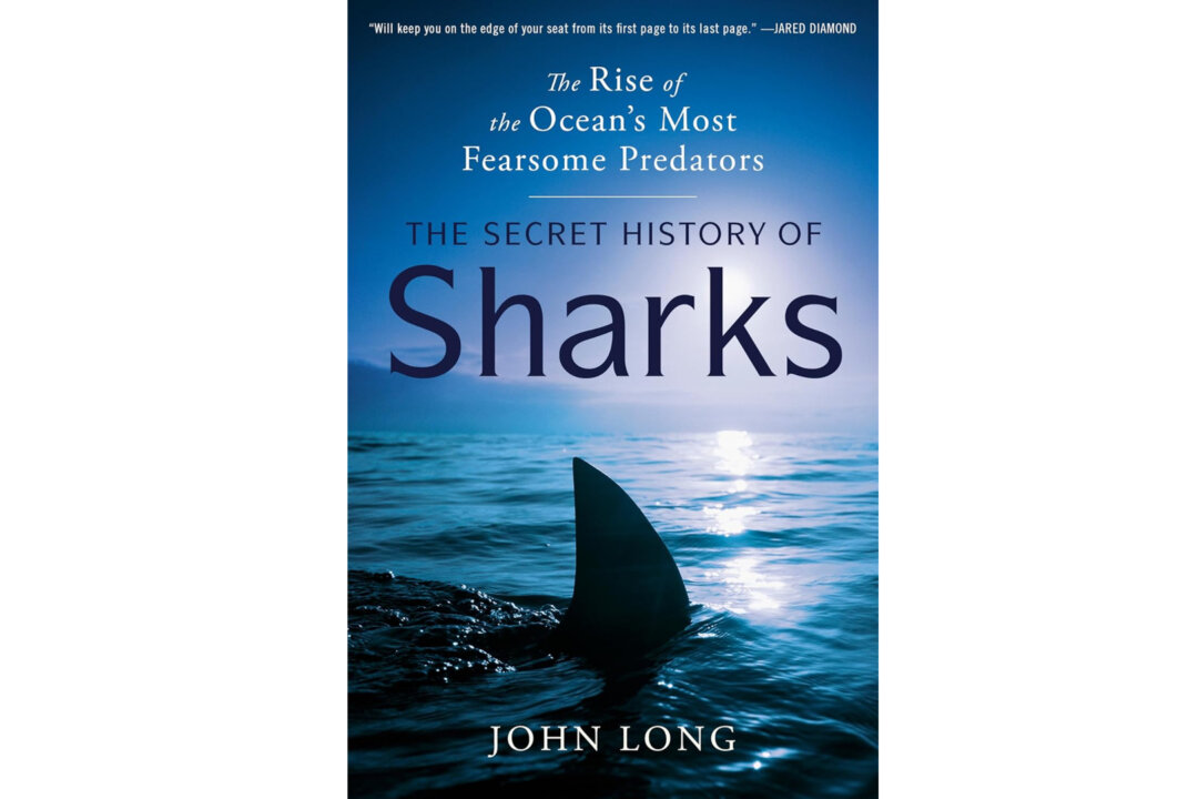 Sharks’ Secret History: An Analysis From a Leading Scientist | The ...