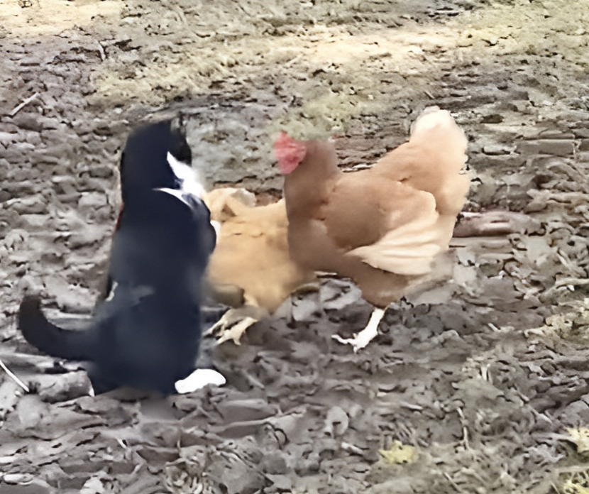 Chickens Team Up to Stop Cat | EpochTV