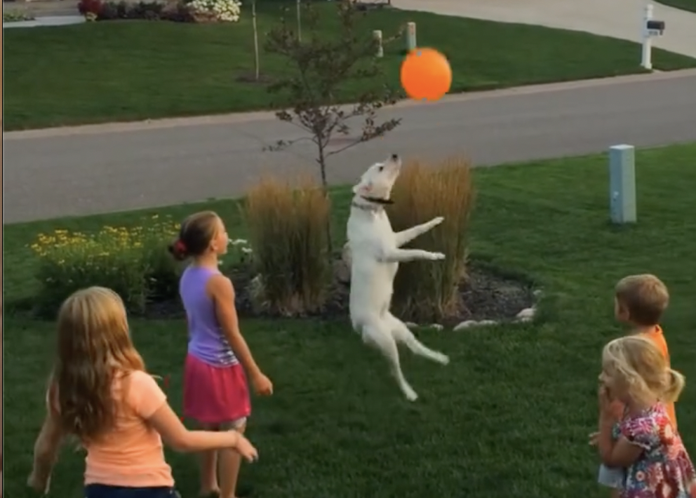 Dog Excitedly Plays With Balloon | EpochTV